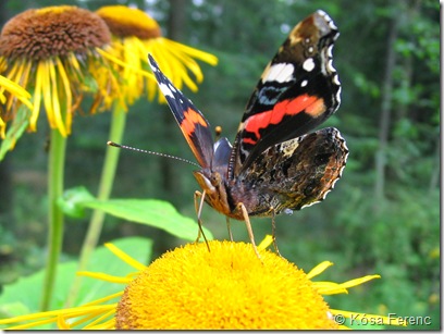 Kolozsvári természetkalendárium: A Teleki-virág lepkevendégei
